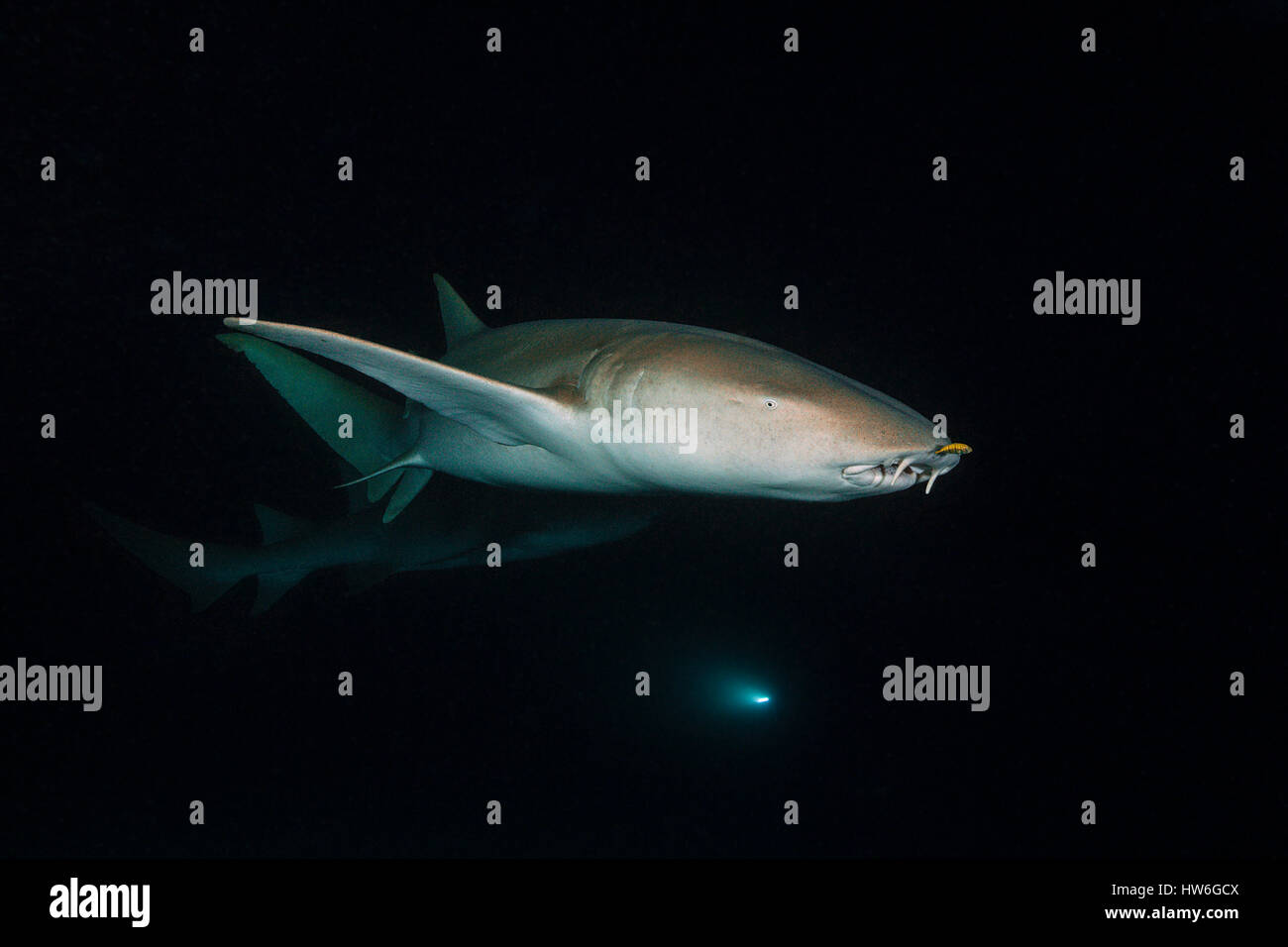 Nebrius ferrugineus hi-res stock photography and images - Alamy