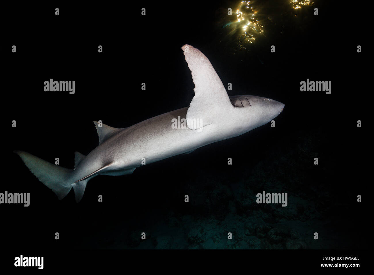 Shark Night Great White