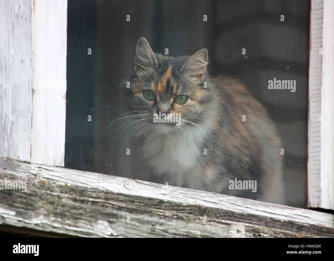 Cat on the window pane Stock Photo - Alamy