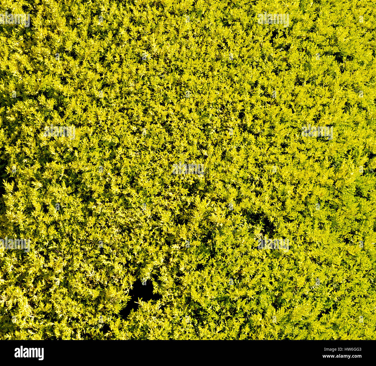 and grass plant in iran the green garden Stock Photo - Alamy