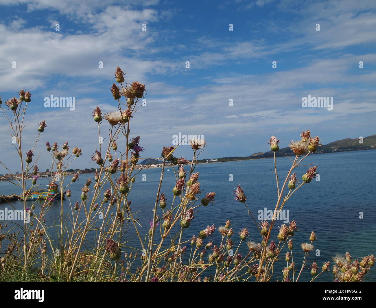 Nice view at plant, Agios Sostis private island, Zakynthos island ...