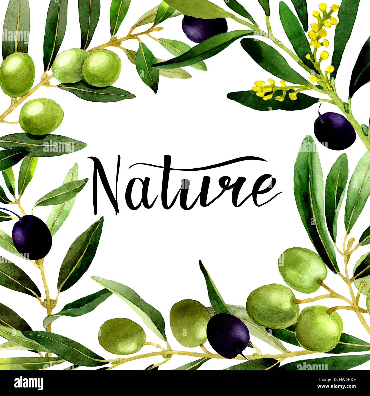 Olive tree frame in watercolor hi-res stock photography and images - Alamy