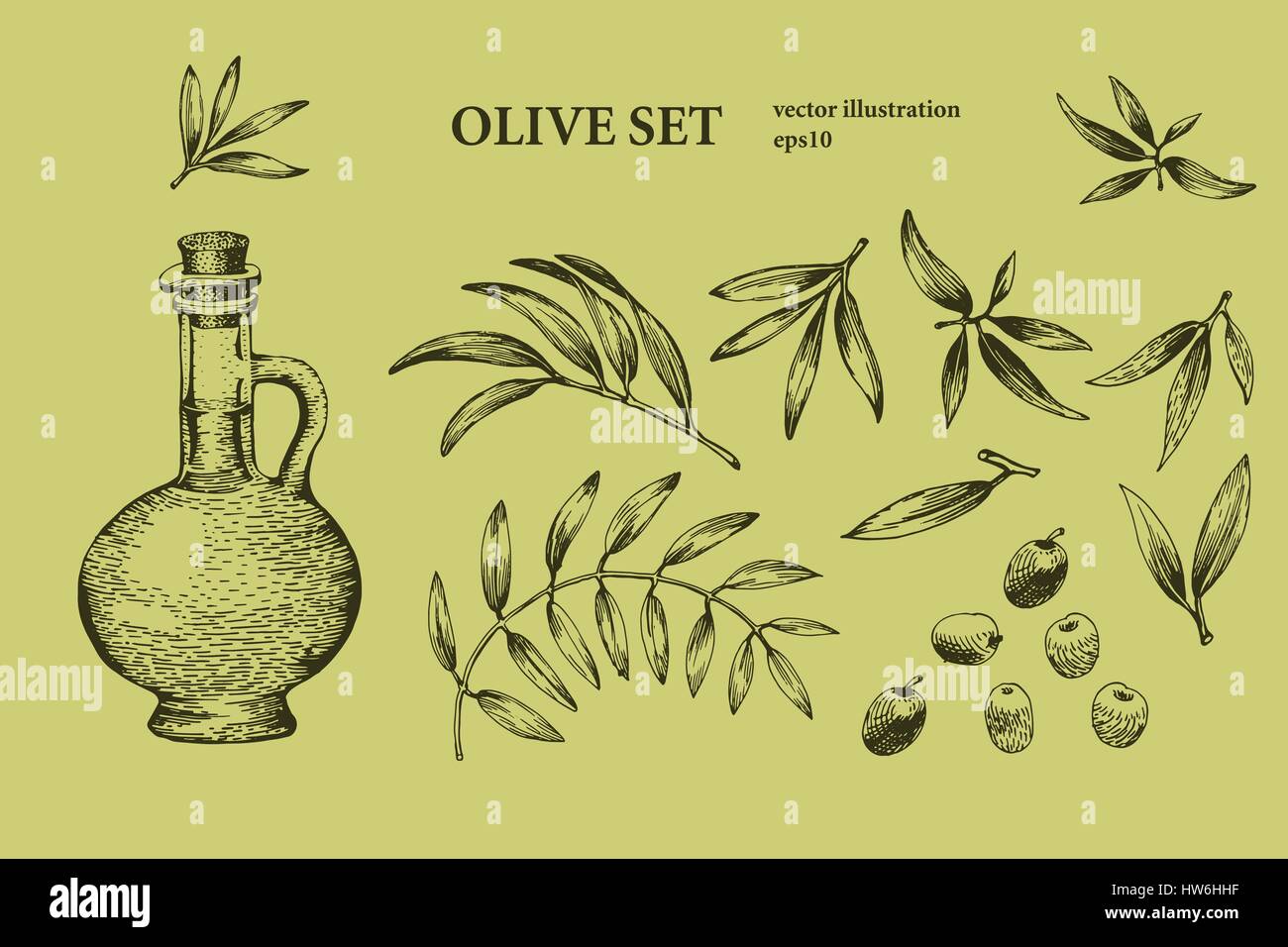 Set of olive tree branch. Engraving hand drawn style. Vector vintage ...