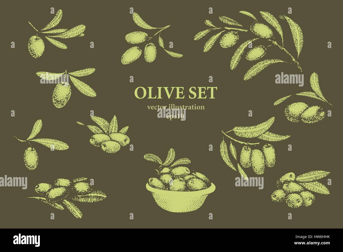 Set of olive tree branch. Engraving hand drawn style. Vector vintage ...