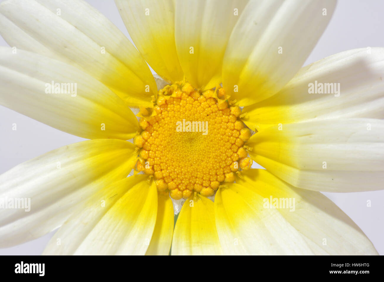 Detail of a wild flower Stock Photo - Alamy