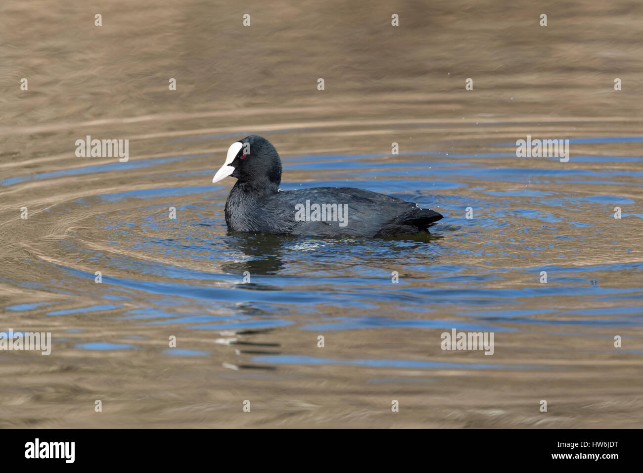 Portrait (side view) of natural black coot (Fulica atra) swimming Stock ...