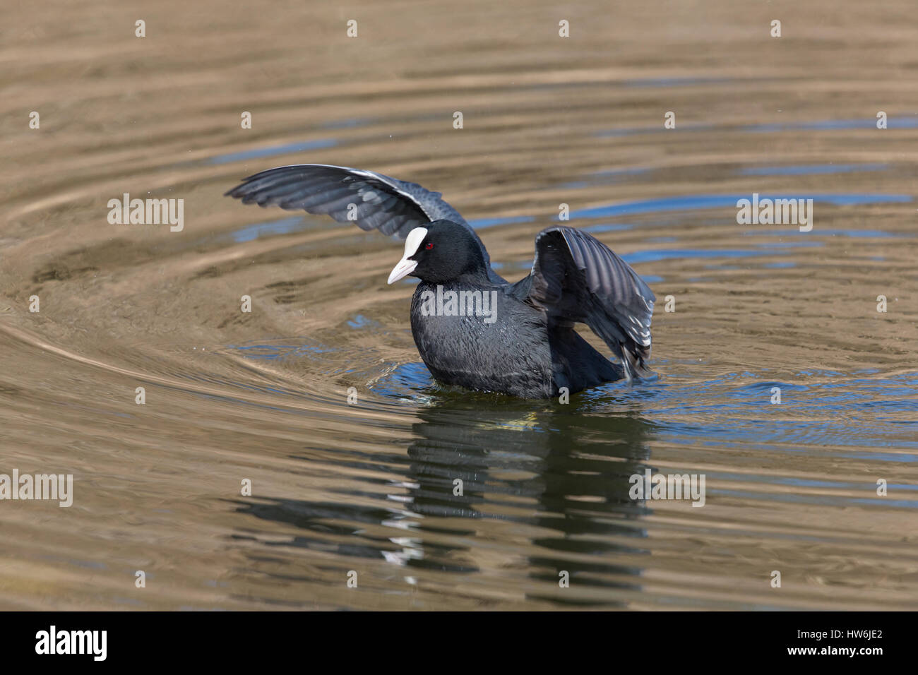 Portrait of natural black coot (Fulica atra) in water with open wings ...