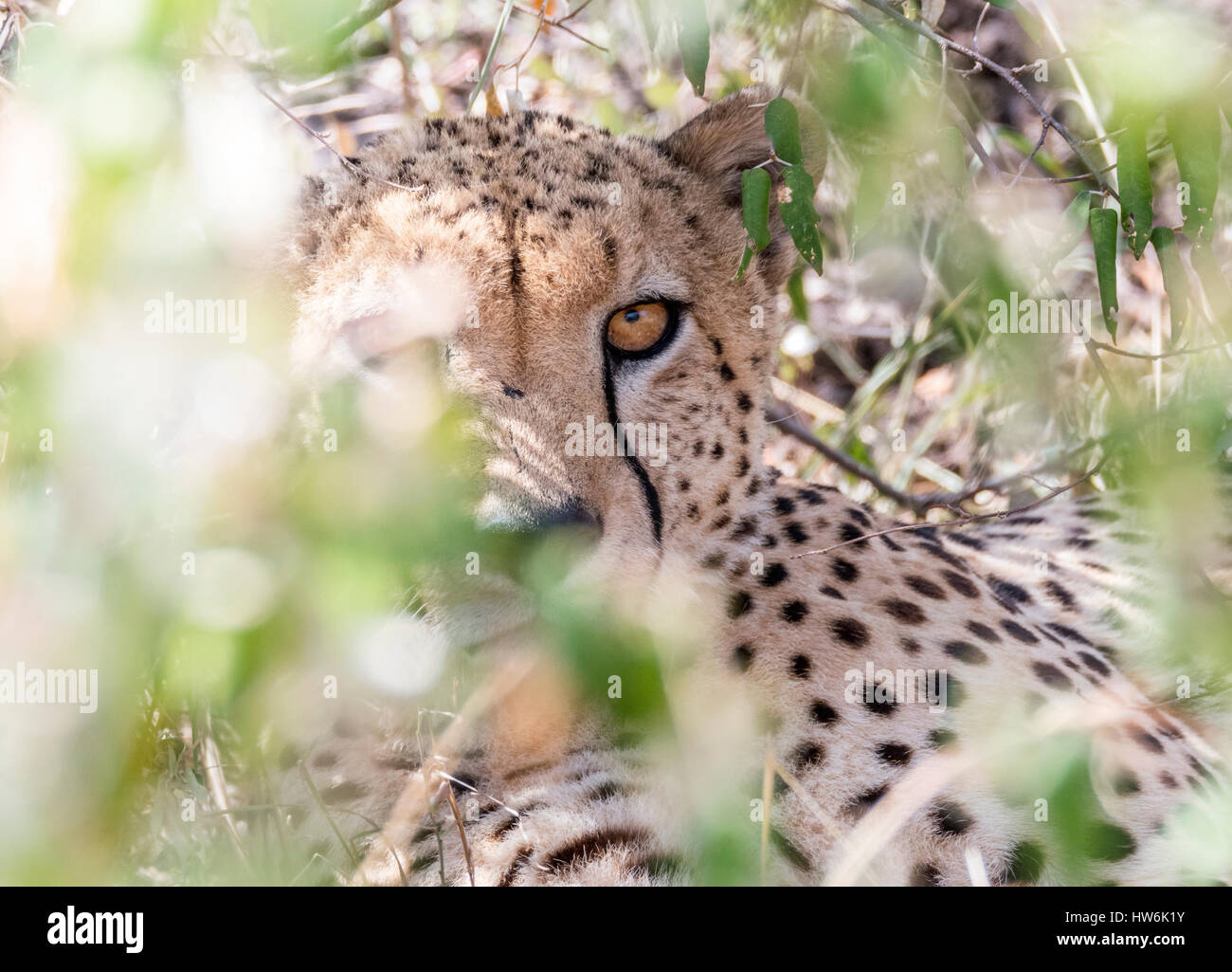 Cheetah hiding and looking to the camera Stock Photo - Alamy