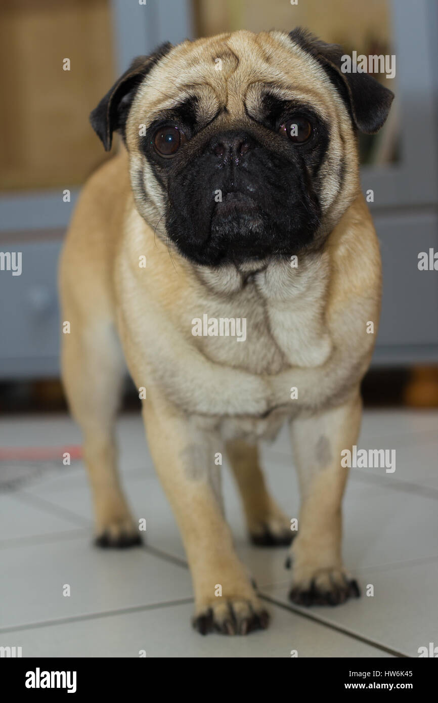 Neako the pug dog showing his good sides for the camera! Stock Photo ...
