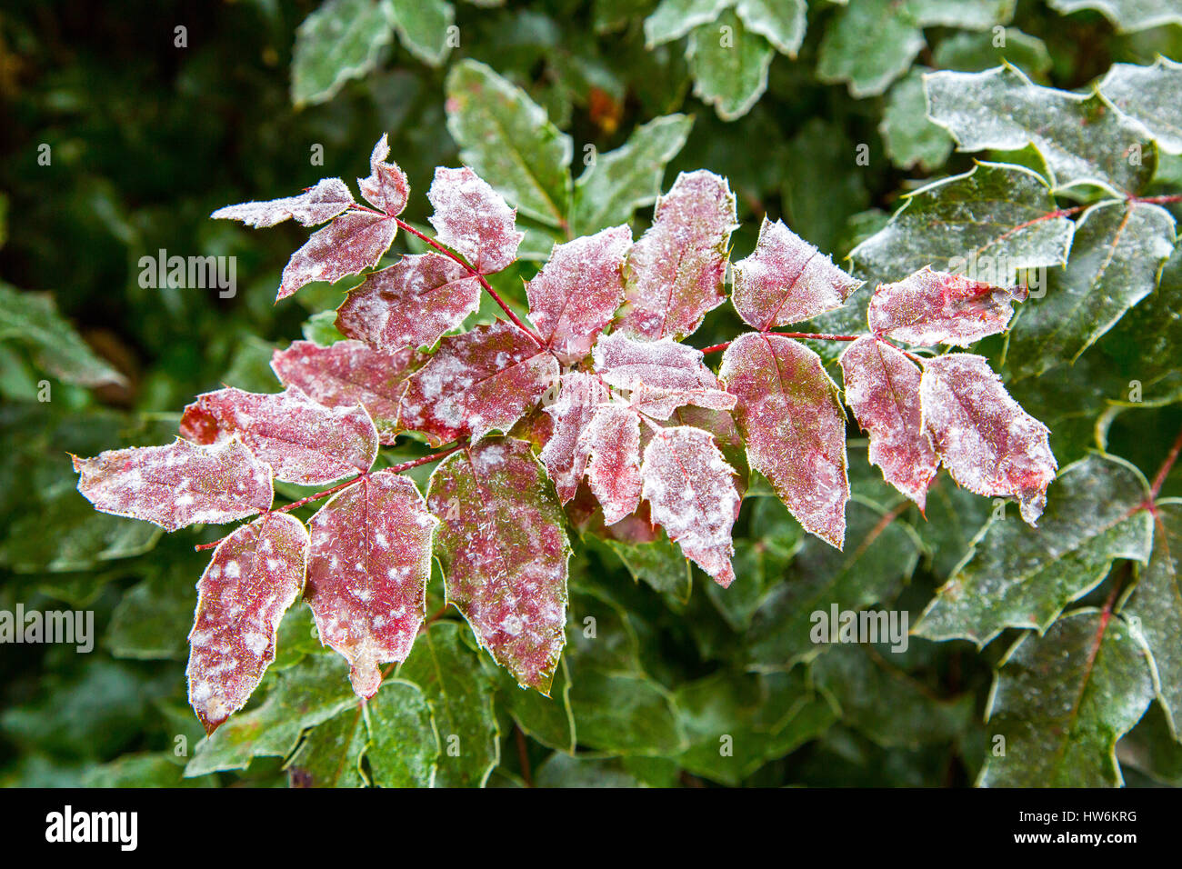 Detail ice crystals in red hi-res stock photography and images - Alamy