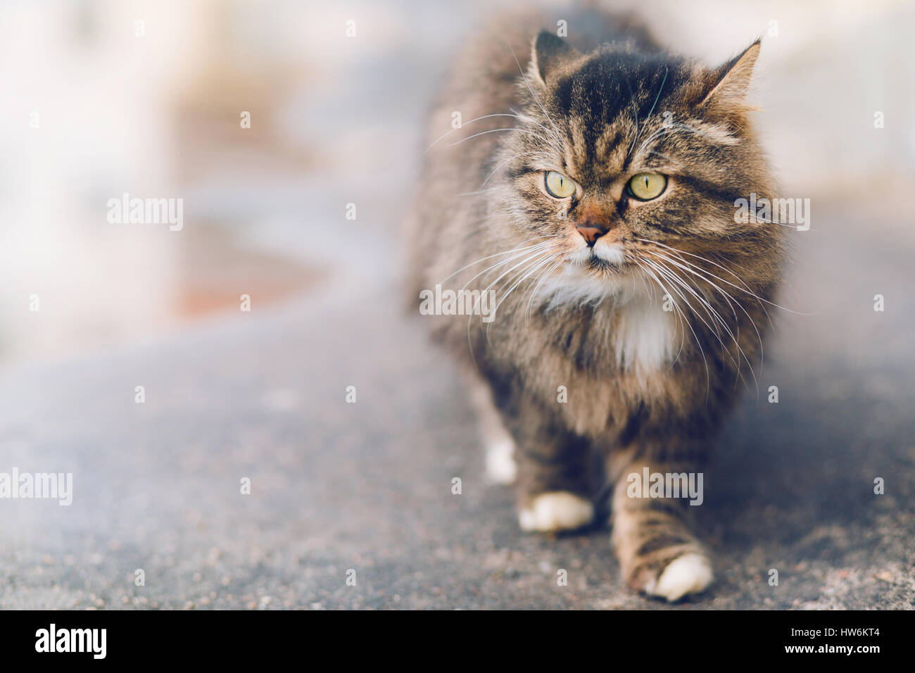 Serious cat hi-res stock photography and images - Alamy