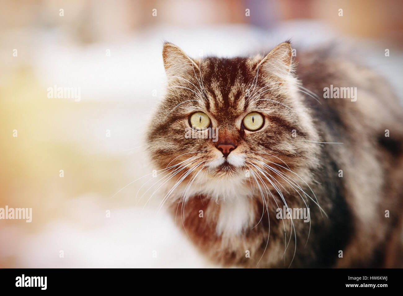Serious cat watching at the camera Stock Photo - Alamy