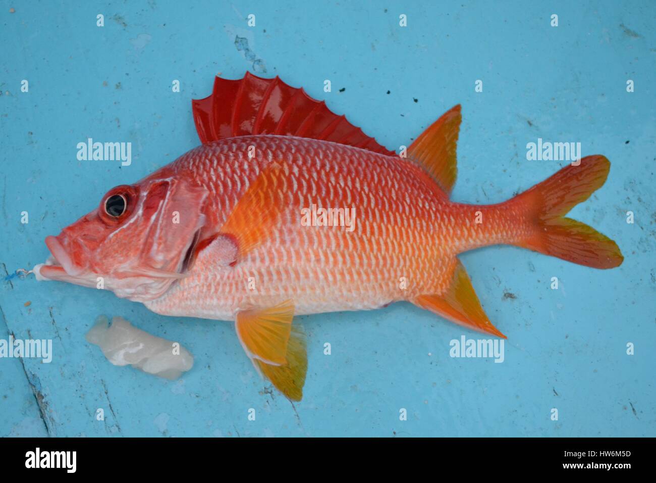 Troical orange fish with bait laid in blue boat Stock Photo - Alamy