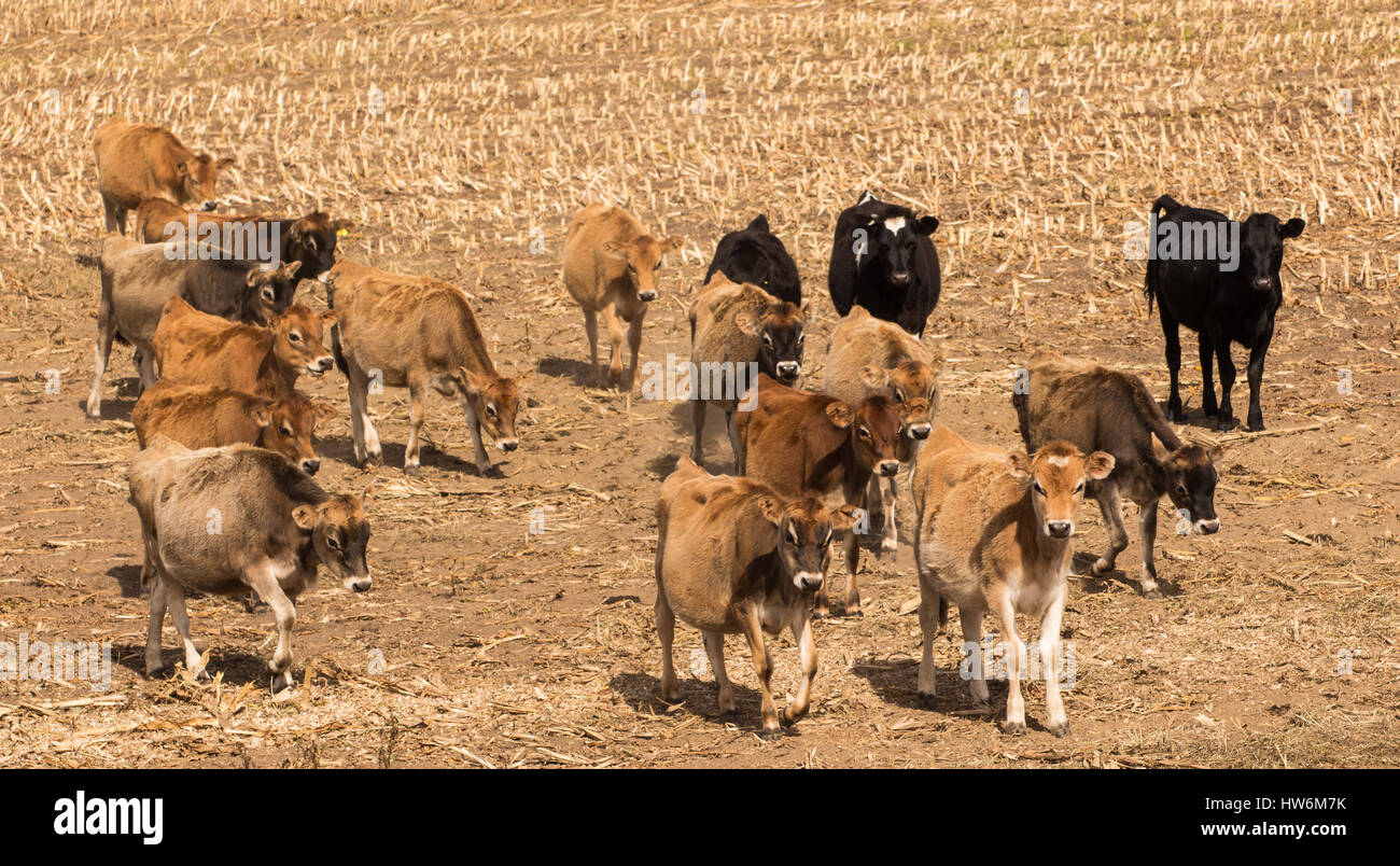 Yearling cattle feeding of a dry maze paddock Stock Photo - Alamy
