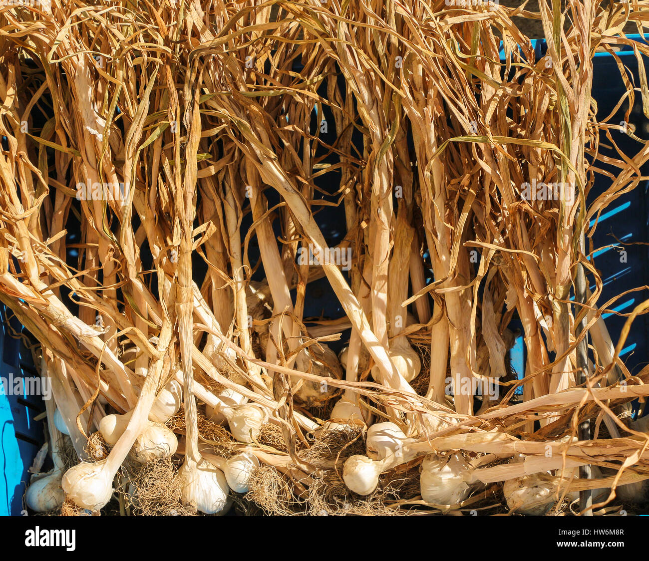 Species of the genus allium hi-res stock photography and images - Alamy