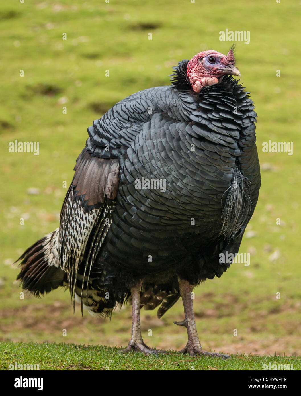 One very well feed grey turkey Stock Photo - Alamy