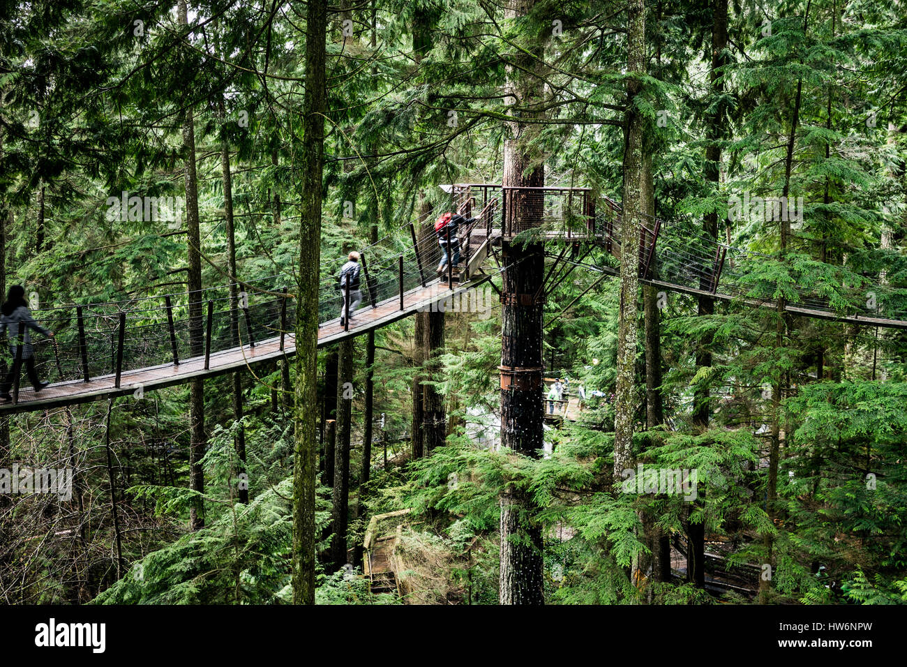 Tree house rope bridge hi-res stock photography and images - Alamy