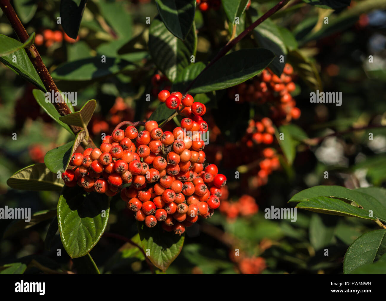 Cluster of firehorn berries ready for the birds to feed on Stock Photo ...