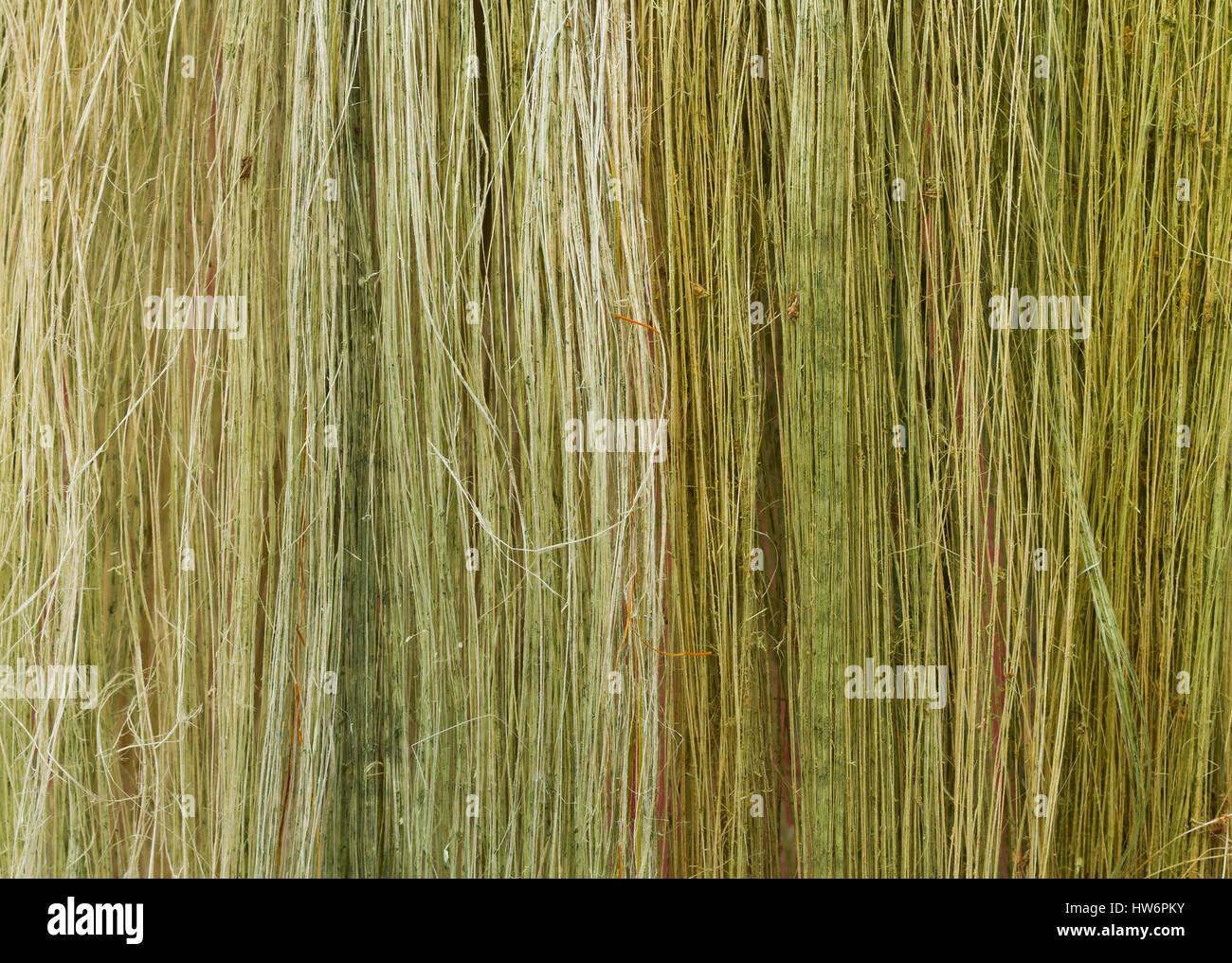 Flax fiber texture some still green and drying out Stock Photo - Alamy
