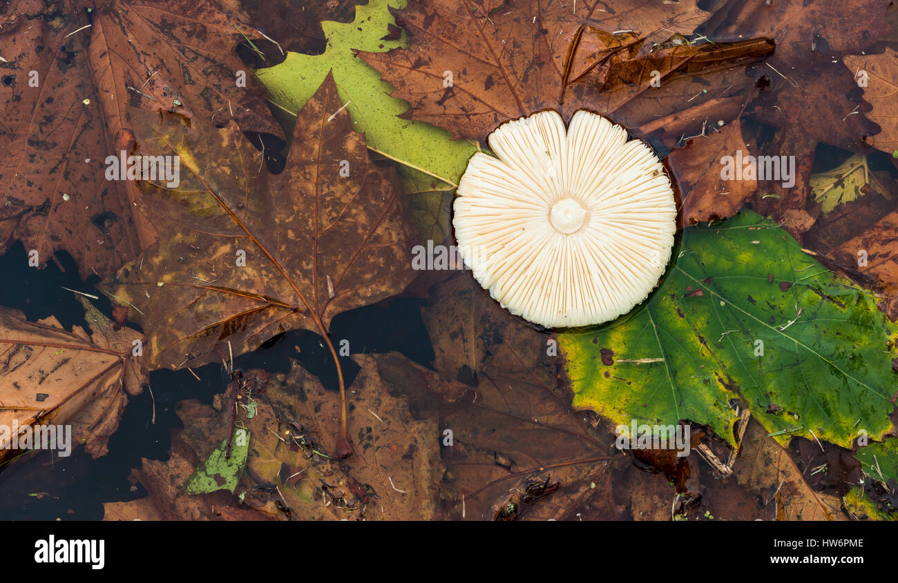 One upside down white mushroom floating on water with autumn leaves ...