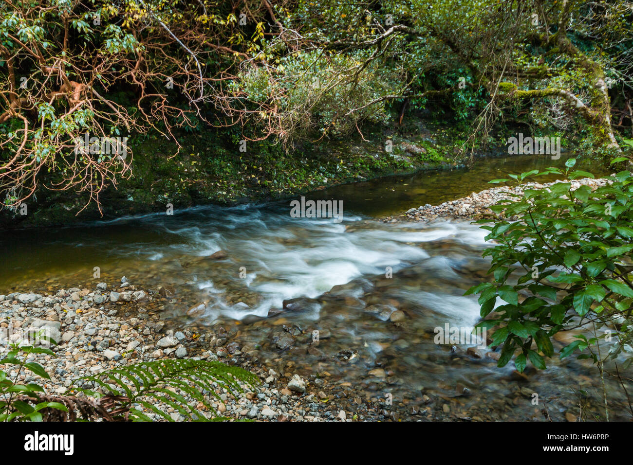 Fresh and clean steam following through New Zealand native bush Stock ...