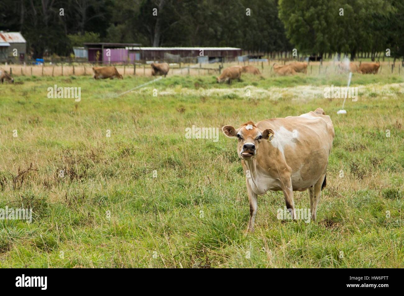 Cow funny look hi-res stock photography and images - Alamy