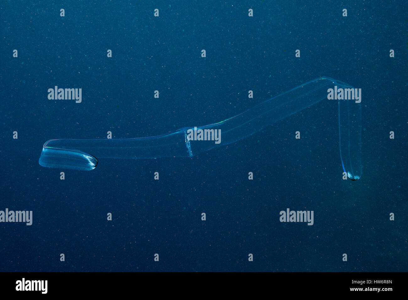 Venus Girdle, Cestum veneris, Raja Ampat, West Papua, Indonesia Stock ...