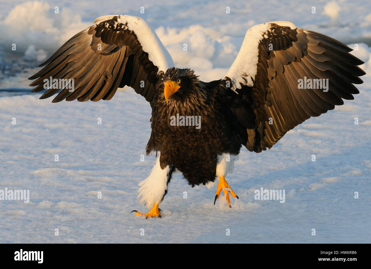 Steller's Sea Eagles on the floating ice in Nemuro Strait a few miles ...