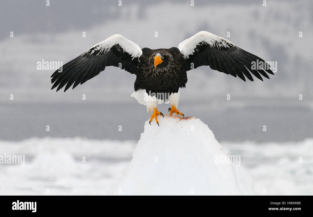 Steller's Sea Eagles on the floating ice in Nemuro Strait a few miles ...