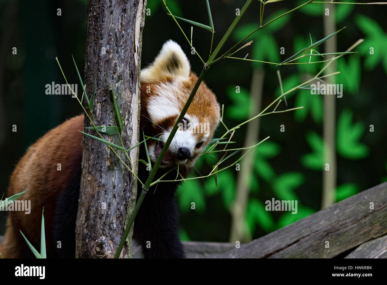 Roter panda bambus hi-res stock photography and images - Alamy