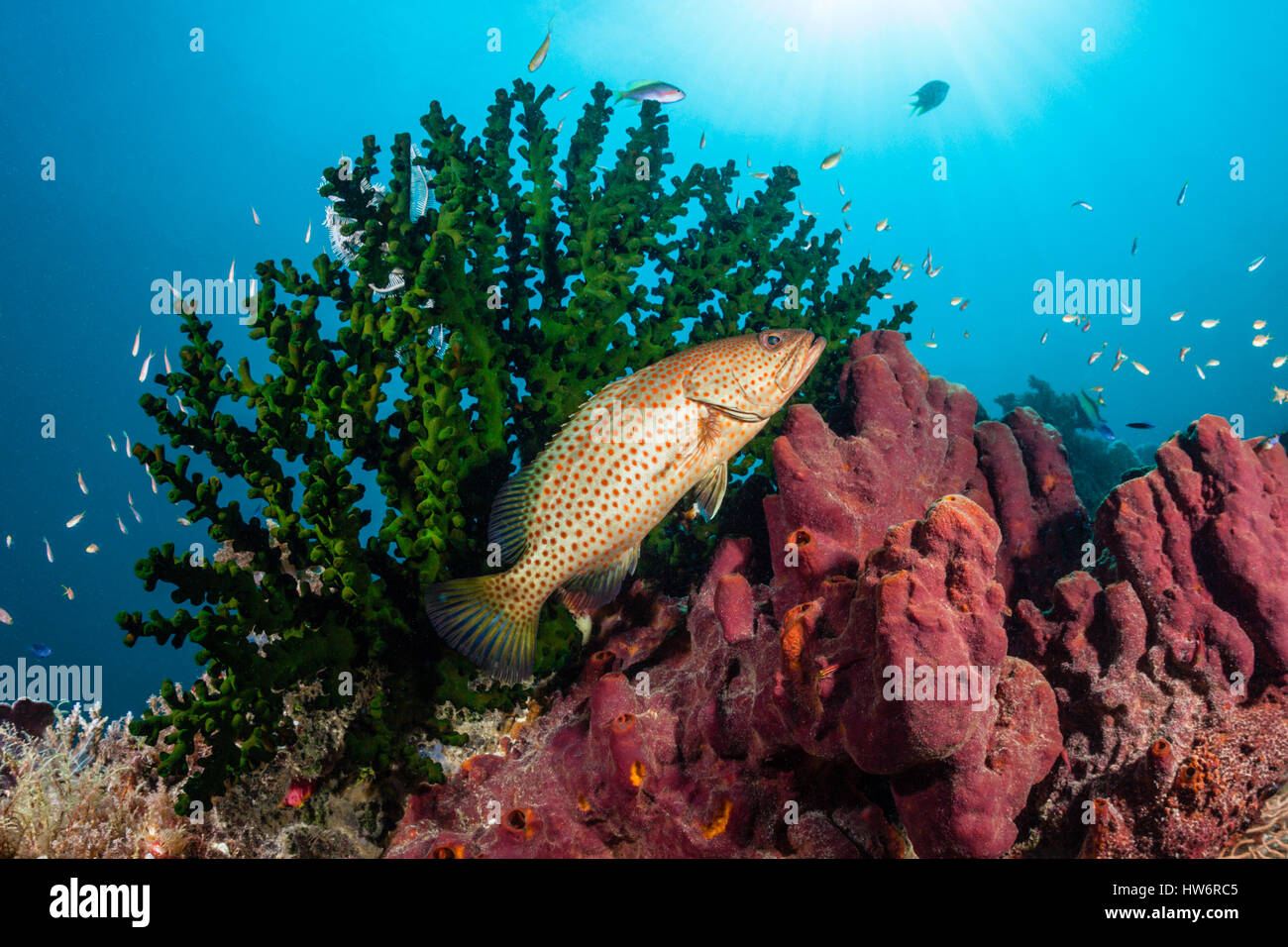 Slender Grouper, Anyperodon leucogrammicus, Raja Ampat, West Papua ...