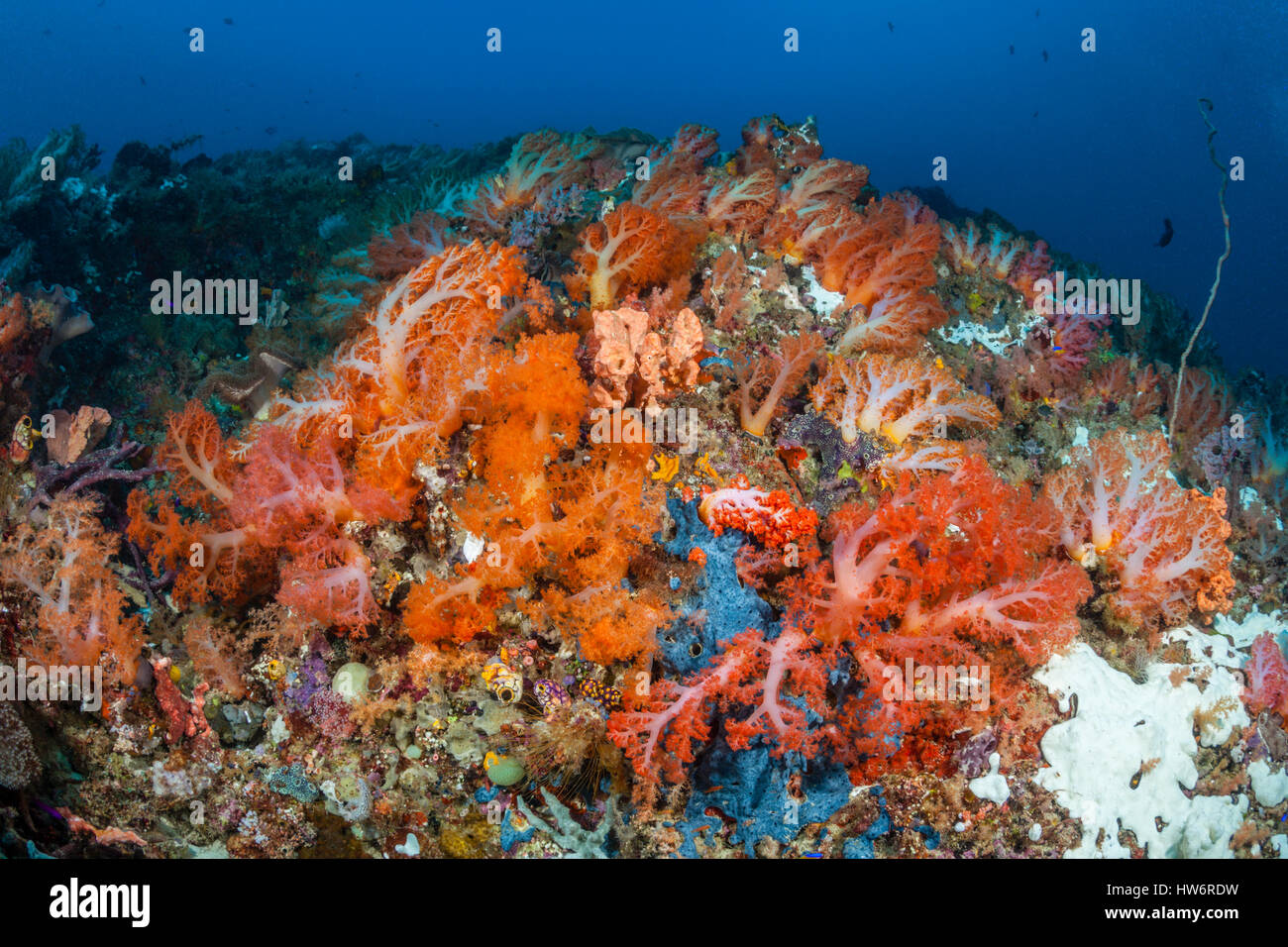 Colored Soft Corals, Nephthea sp, Raja Ampat, West Papua, Indonesia ...