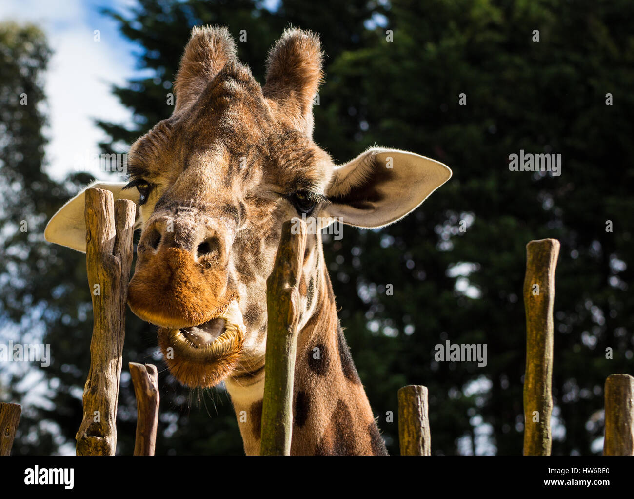 Giraffe chewing as he looks over his fence sticks Stock Photo - Alamy