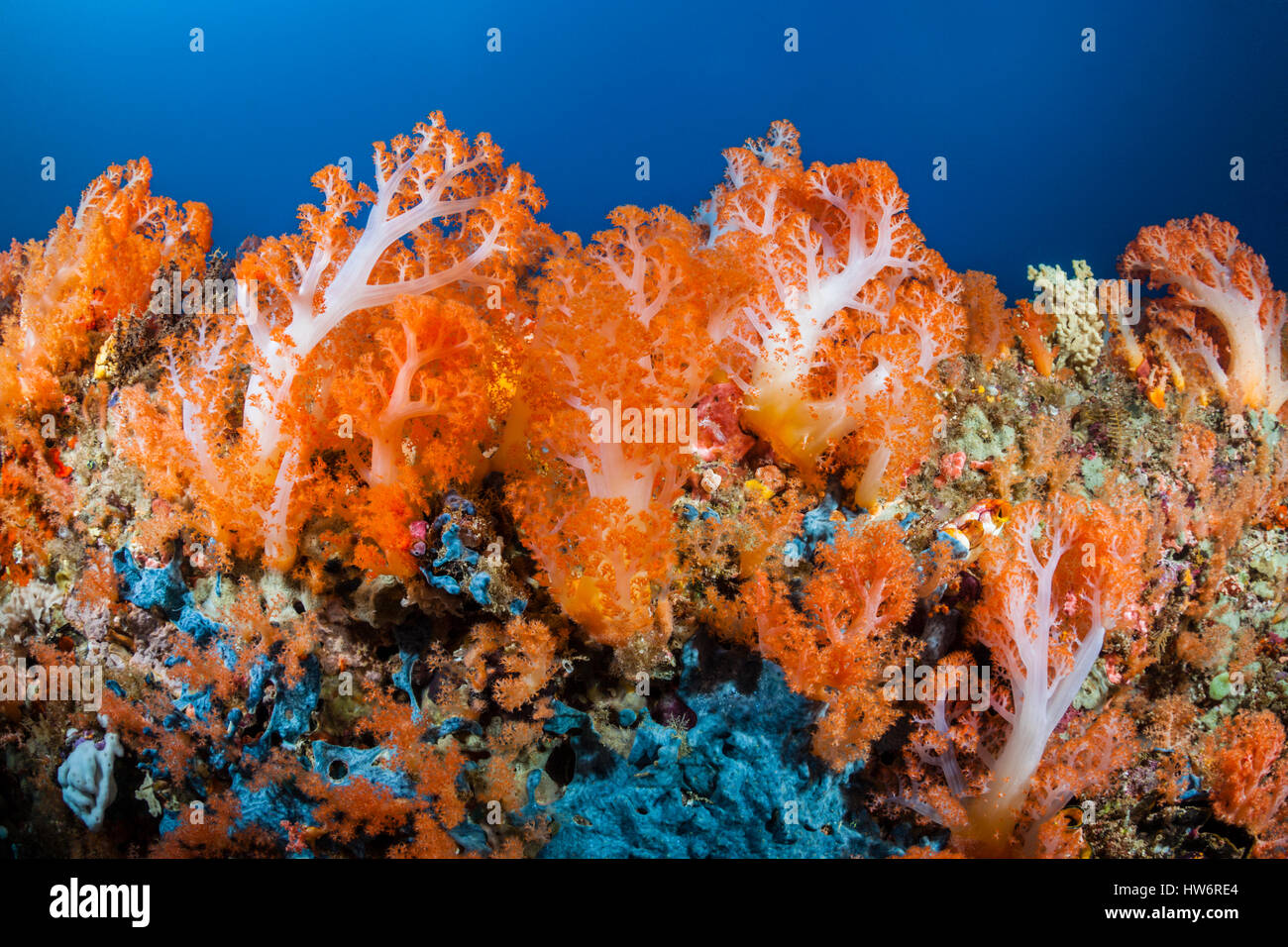 Colored Soft Corals, Nephthea sp, Raja Ampat, West Papua, Indonesia ...