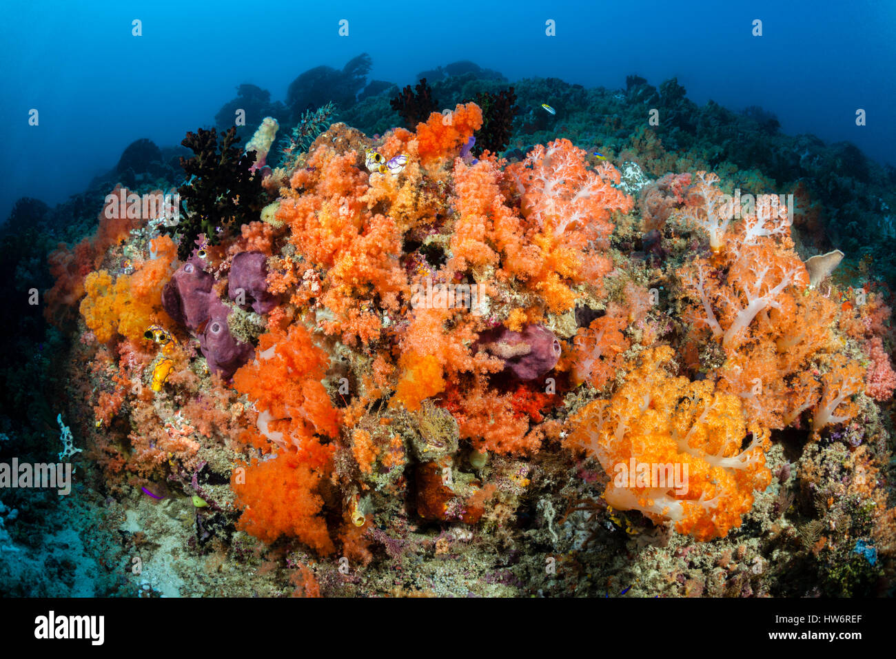 Colored Soft Corals, Nephthea sp, Raja Ampat, West Papua, Indonesia ...