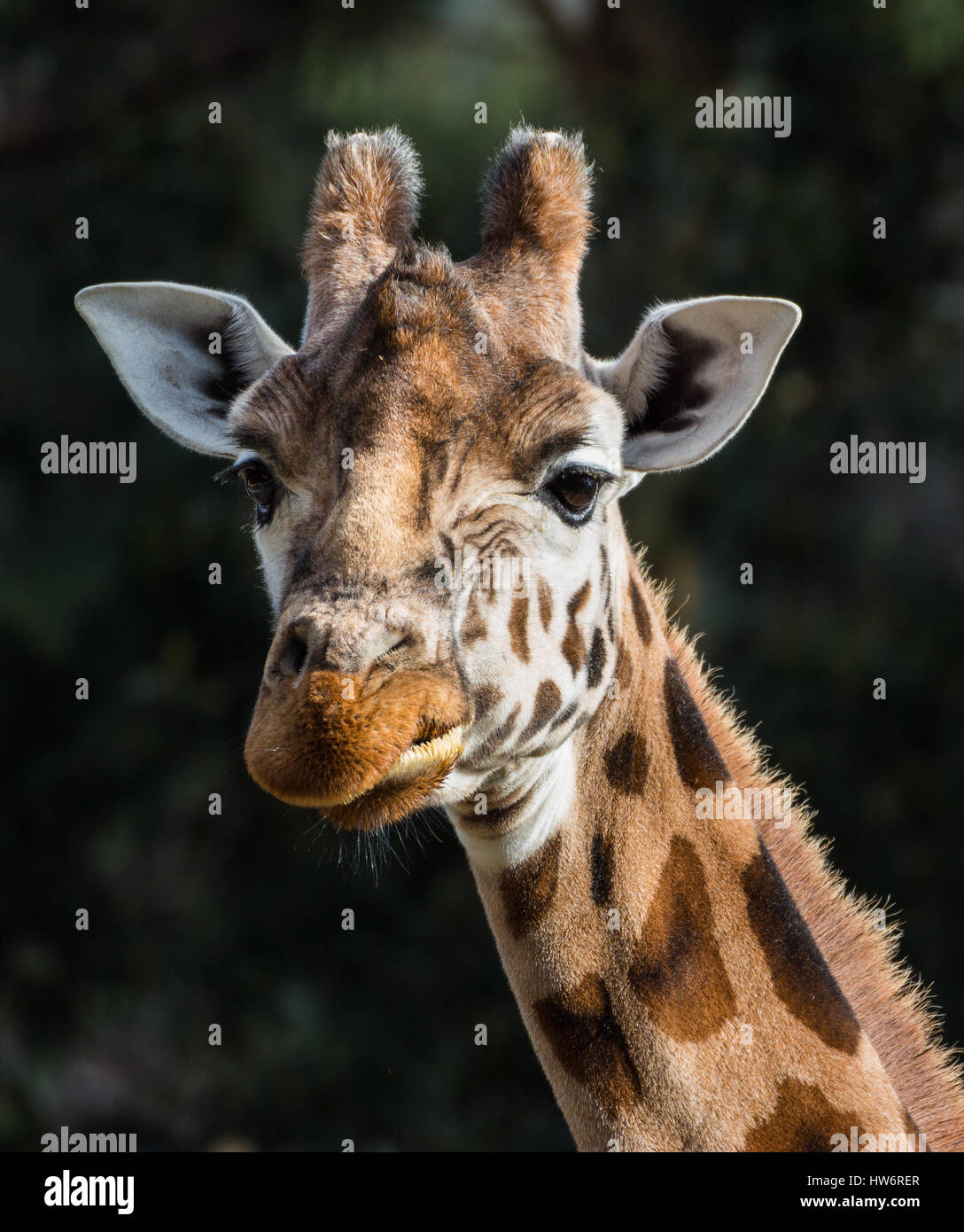 Young Giraffe looking very happy Stock Photo - Alamy
