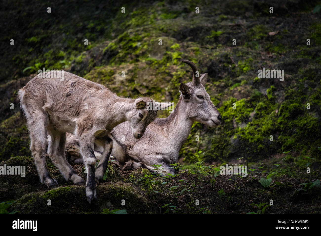 Bergziege hi-res stock photography and images - Alamy