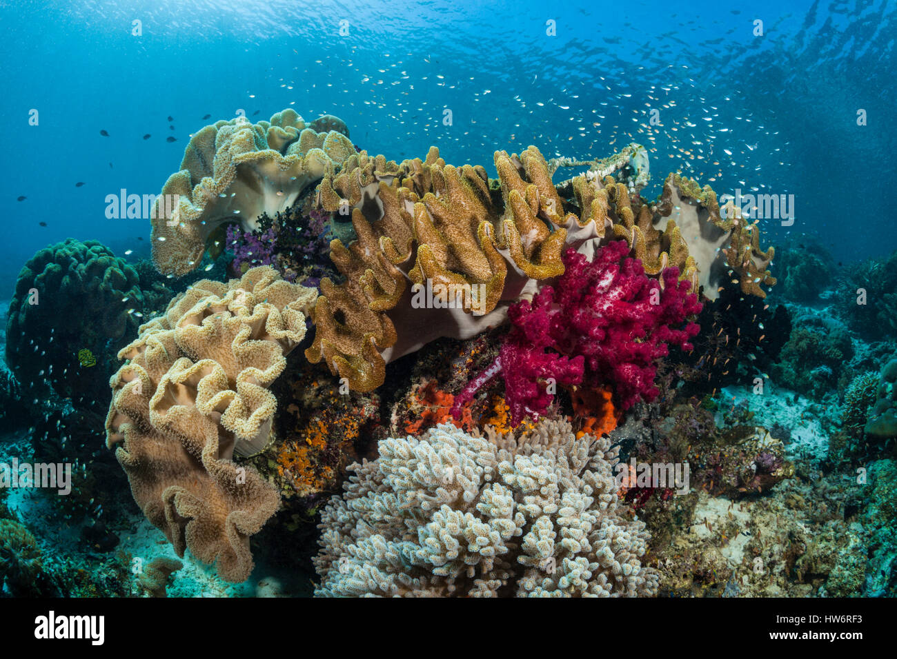 Sarcophyton leather coral hi-res stock photography and images - Alamy