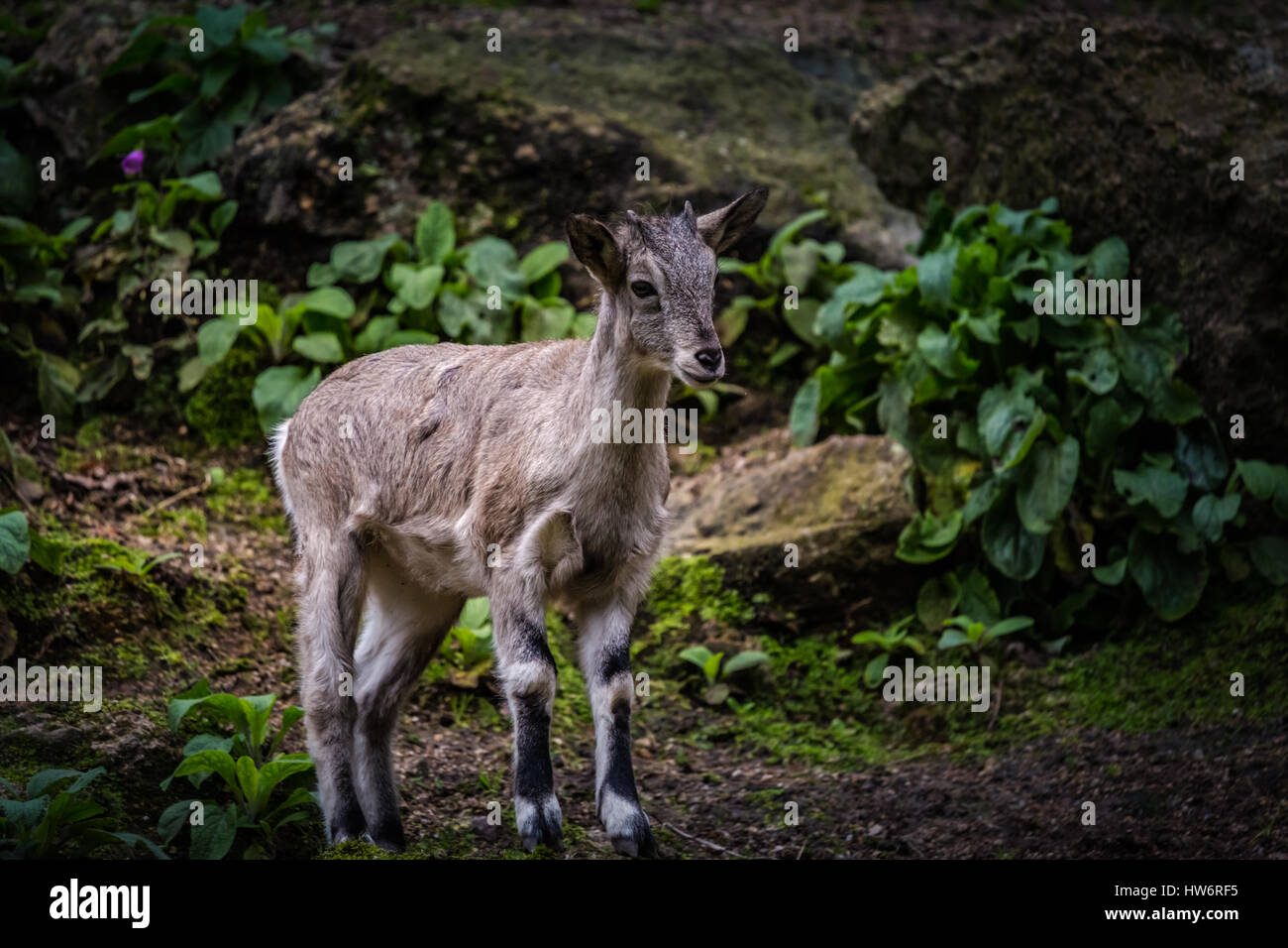 Bergziege hi-res stock photography and images - Alamy