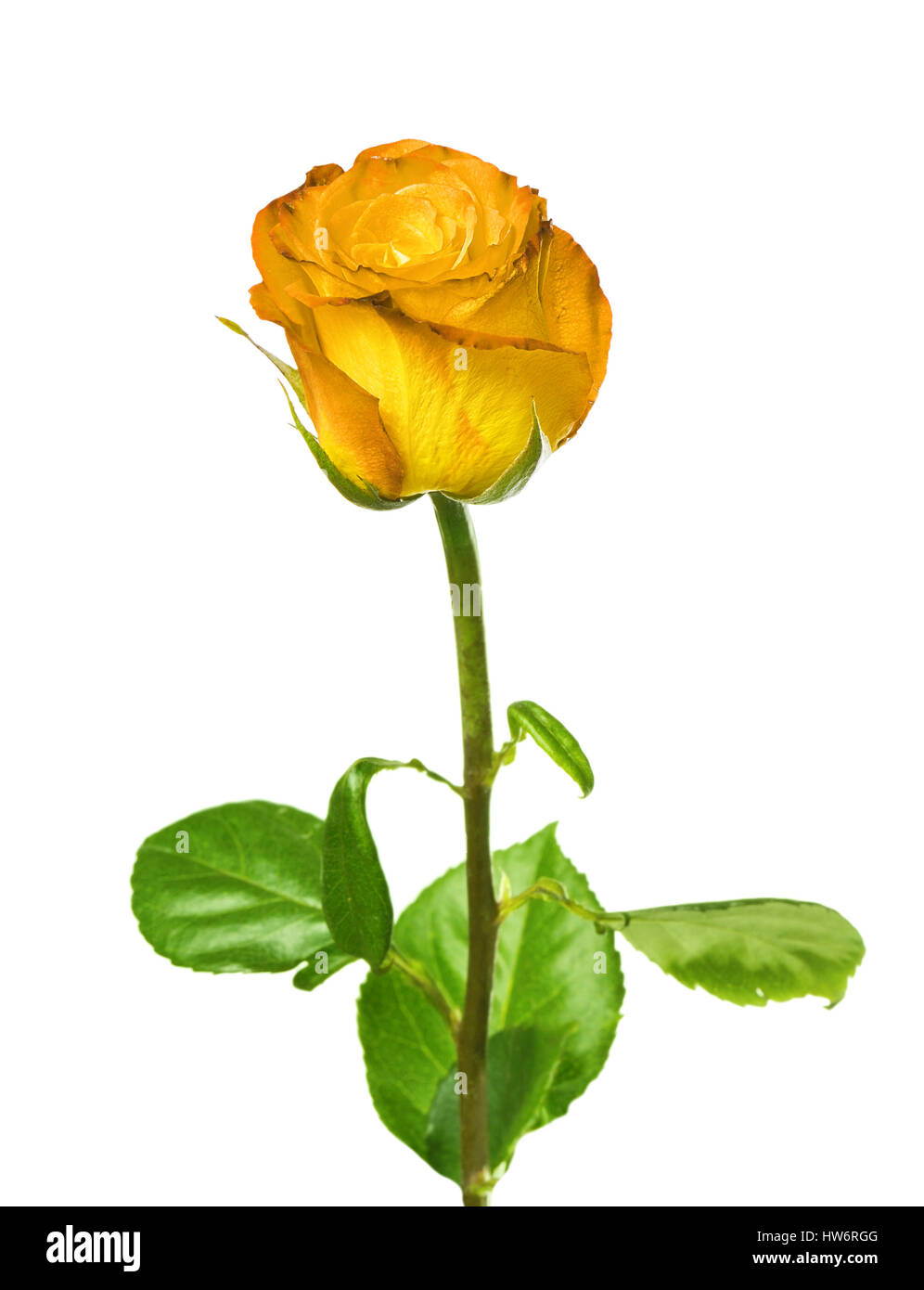 Beautiful yellow rose isolated on white background Stock Photo - Alamy