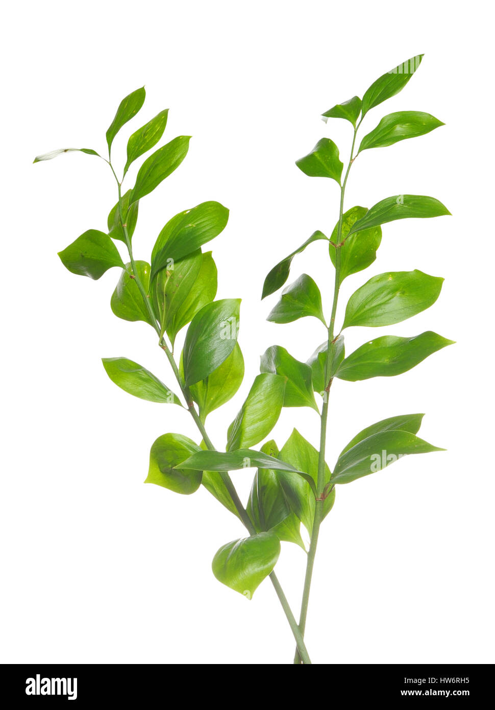 Green branch isolated on white Stock Photo - Alamy