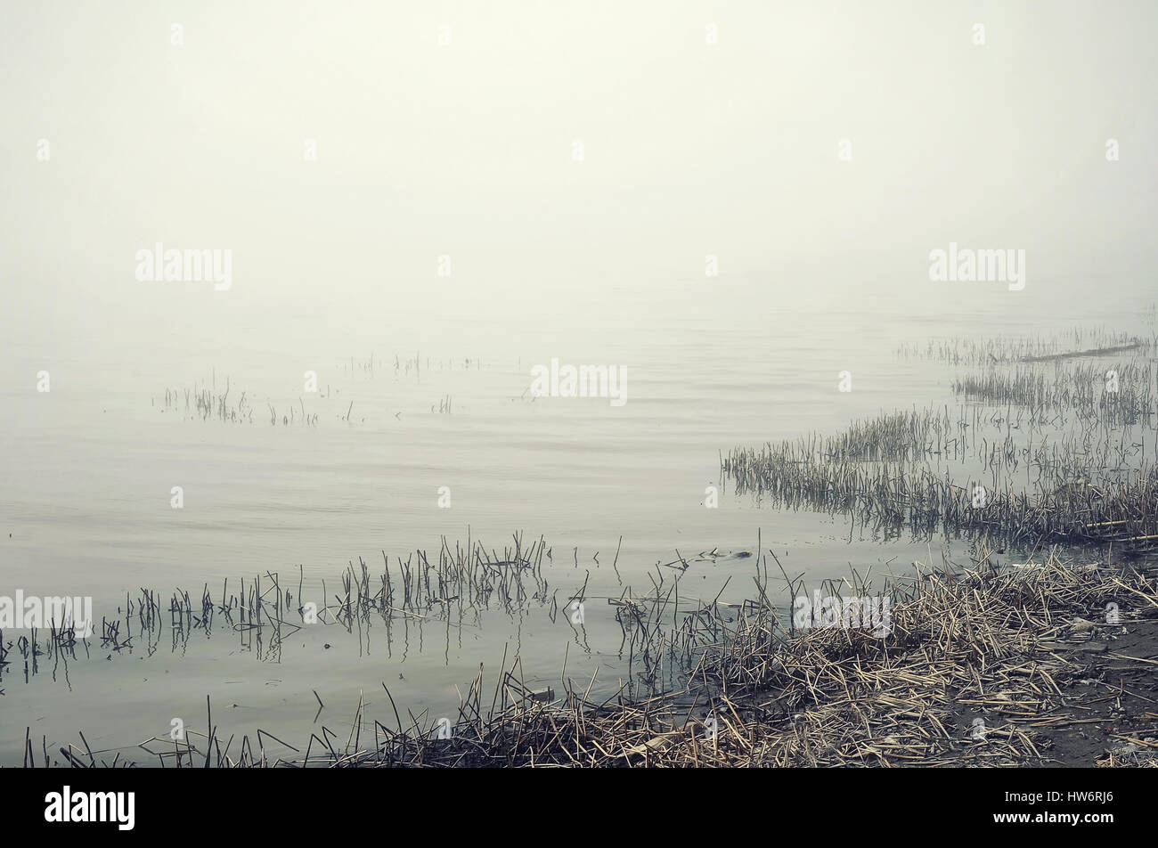 Swamp with fog Stock Photo - Alamy