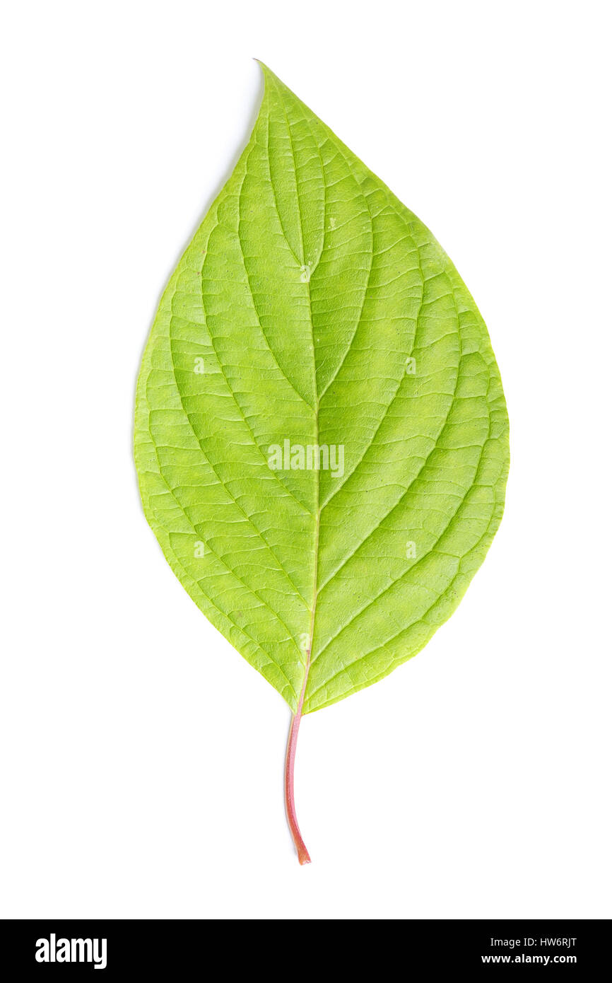 Single leaf isolated on white background Stock Photo - Alamy