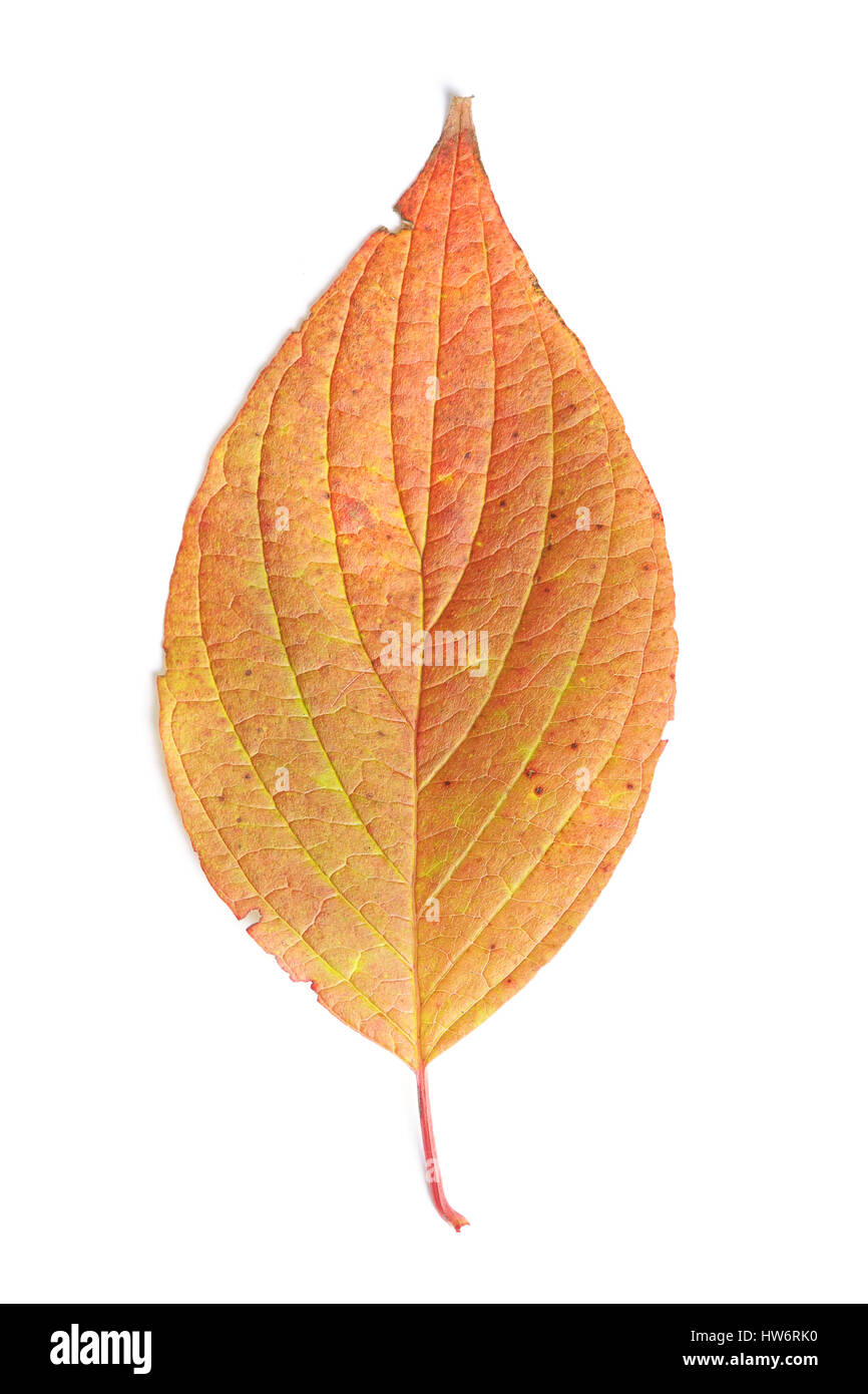 Single leaf isolated on white background Stock Photo - Alamy