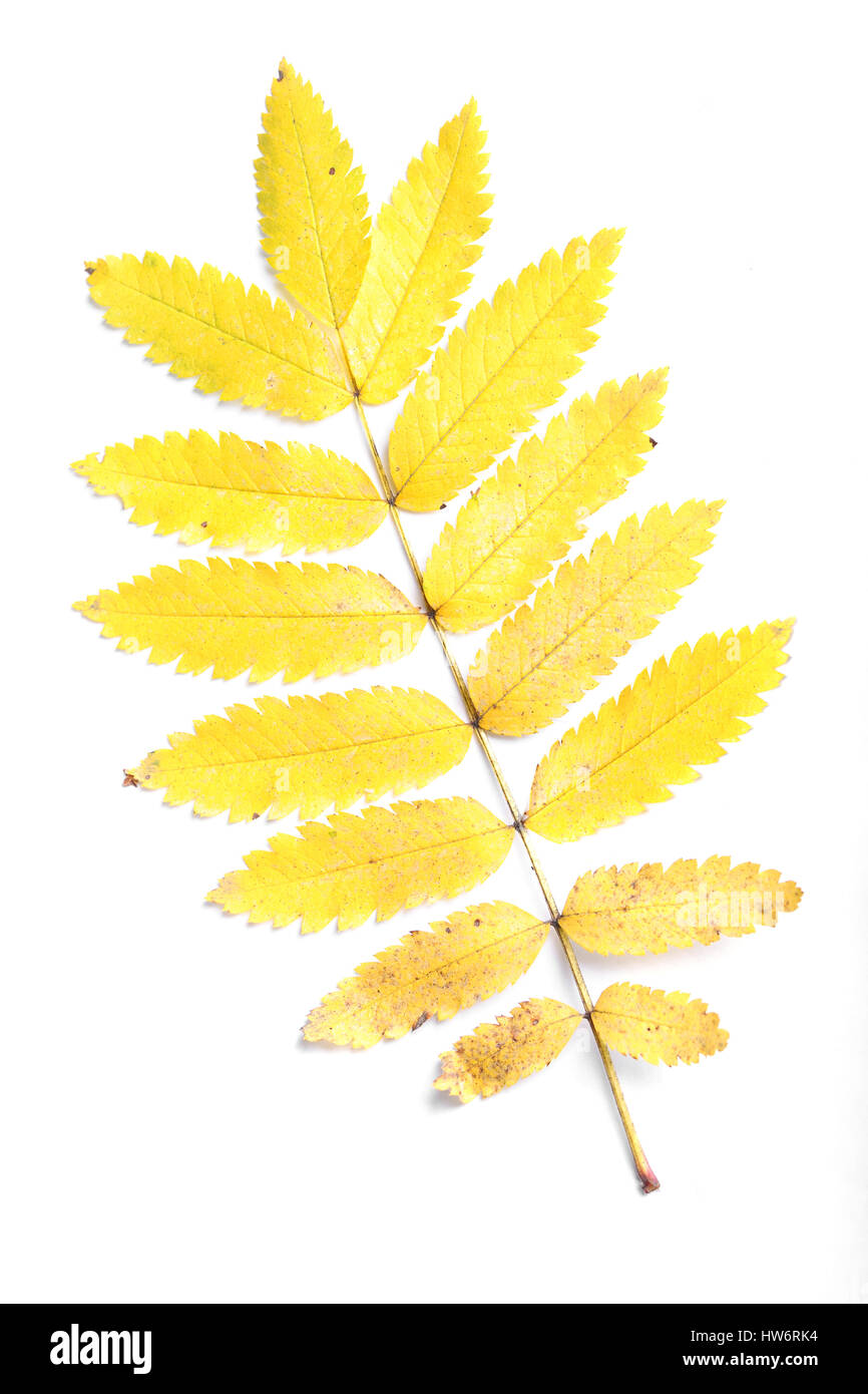 Single leaf isolated on white background Stock Photo - Alamy