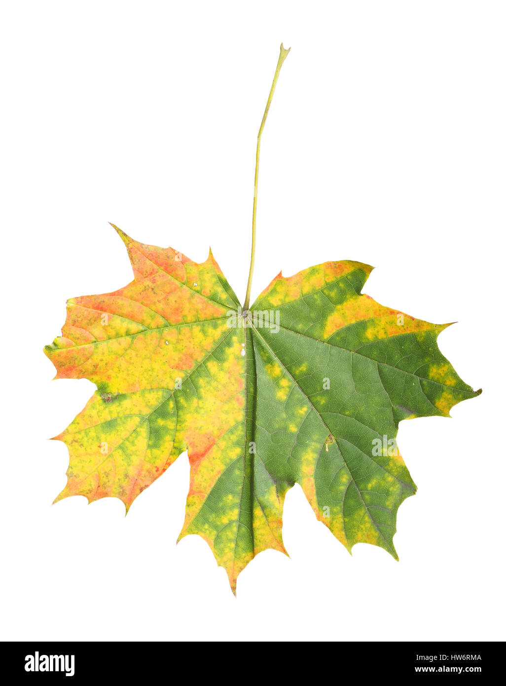 Maple leaf isolated on white background Stock Photo - Alamy