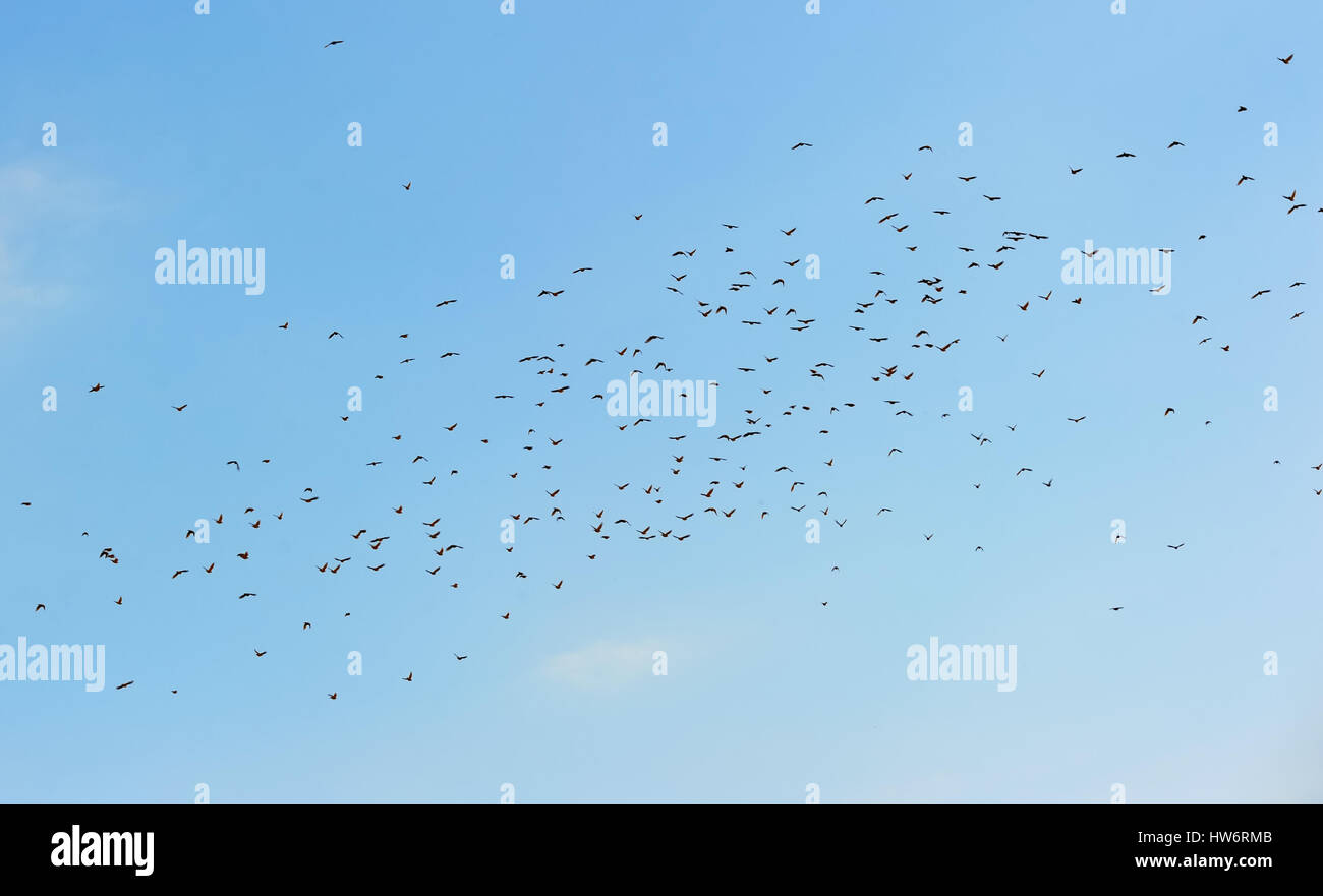 Many birds in the sky Stock Photo - Alamy