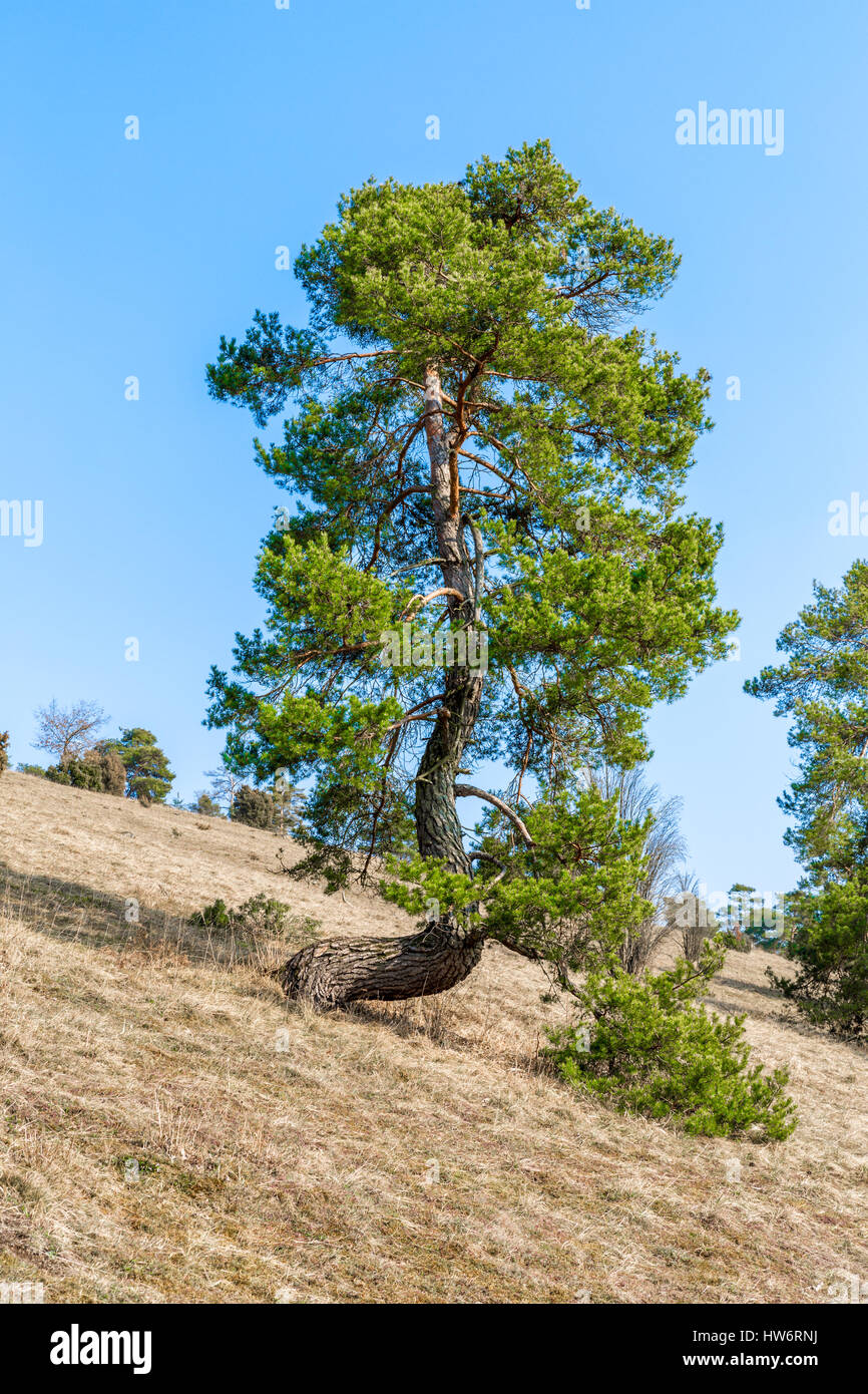 Zirbenbaum hi-res stock photography and images - Alamy
