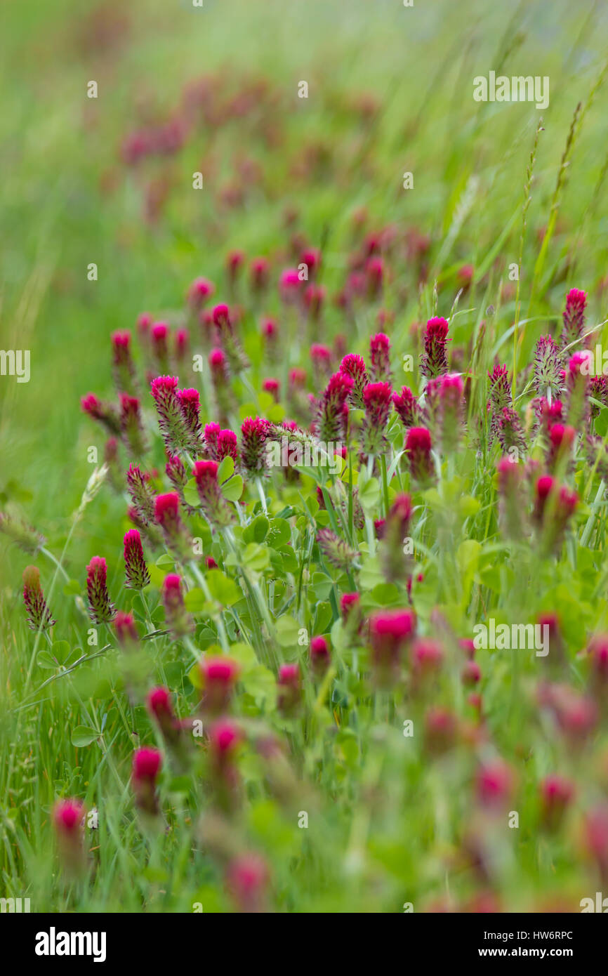 Roter klee hi-res stock photography and images - Alamy