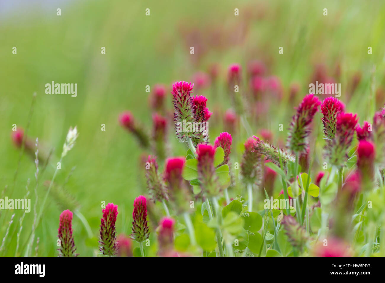 Roter klee hi-res stock photography and images - Alamy